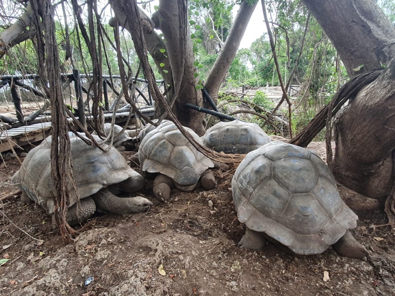 Trip to Turtle Island and the Prison in Zanzibar - מטיילים עם רייצ'ל